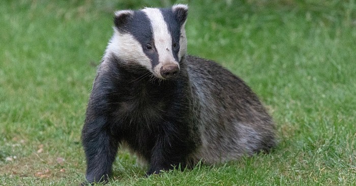 Shropshire Badger Group Shropshire Badger Group